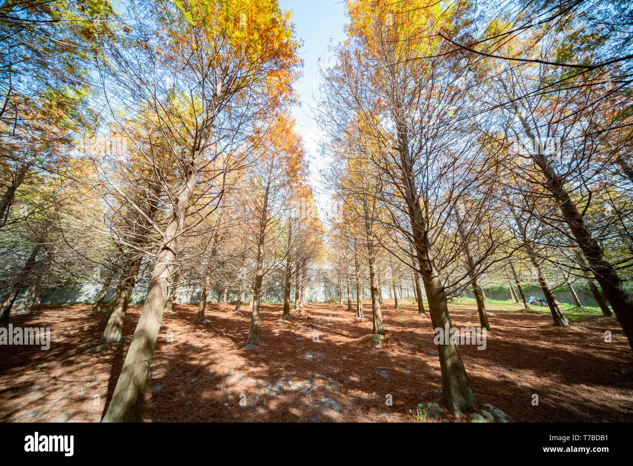 Taxodium distichum in fall color with red, orange leaves and reflection ...