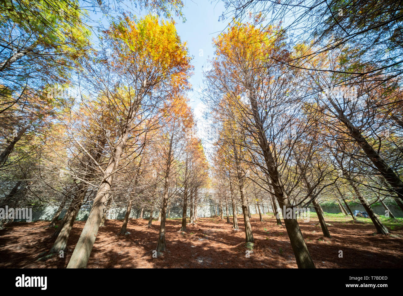 Taxodium distichum in fall color with red, orange leaves and reflection ...