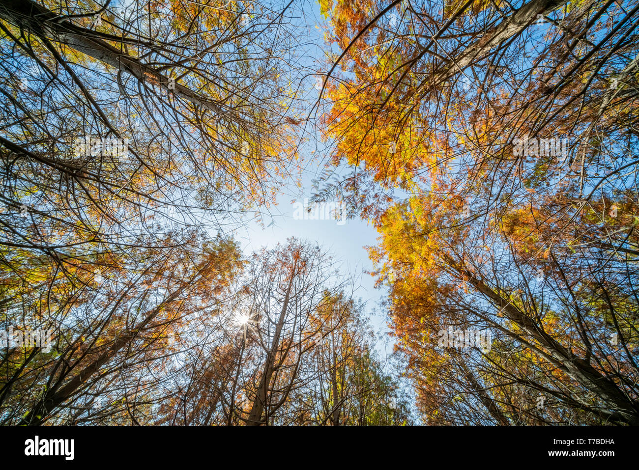 Taxodium distichum in fall color with red, orange leaves and reflection ...
