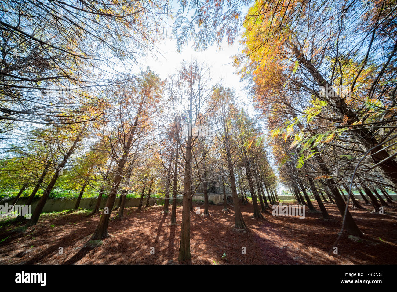 Taxodium distichum in fall color with red, orange leaves and reflection ...