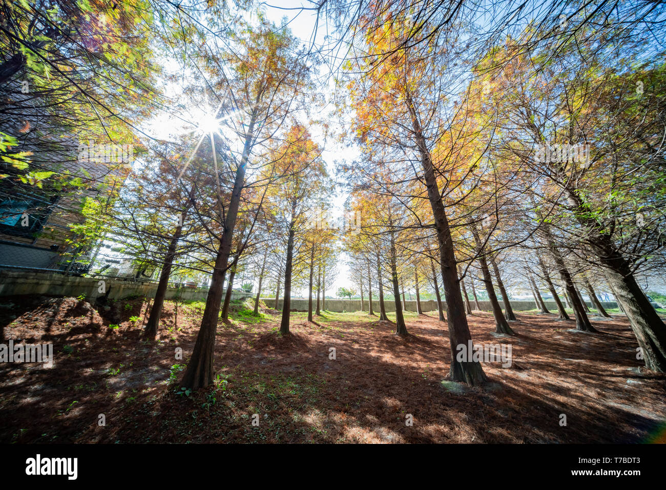 Taxodium distichum in fall color with red, orange leaves and reflection ...
