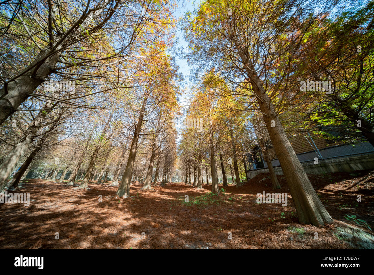 Taxodium distichum in fall color with red, orange leaves and reflection ...