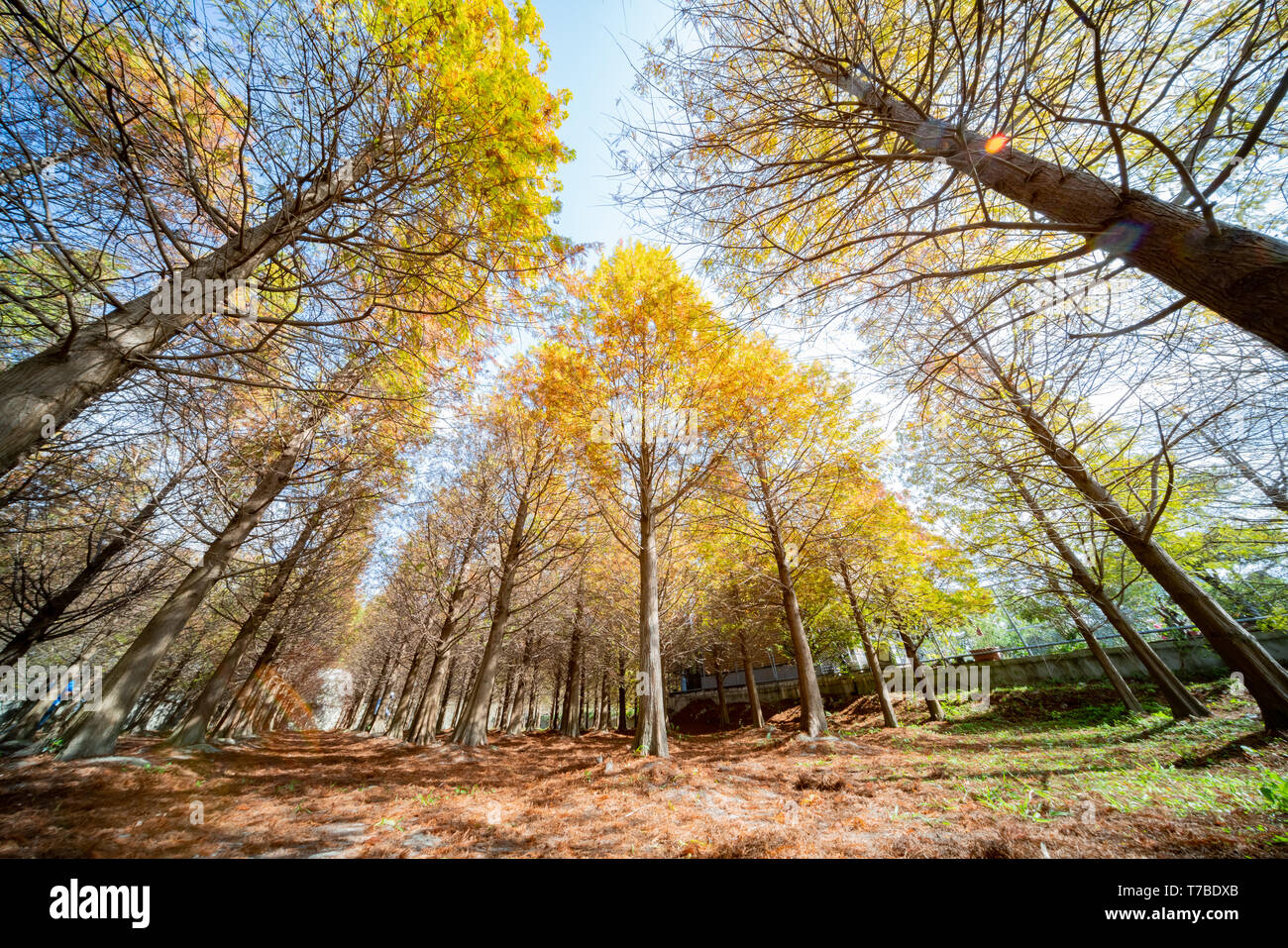 Taxodium distichum in fall color with red, orange leaves and reflection ...