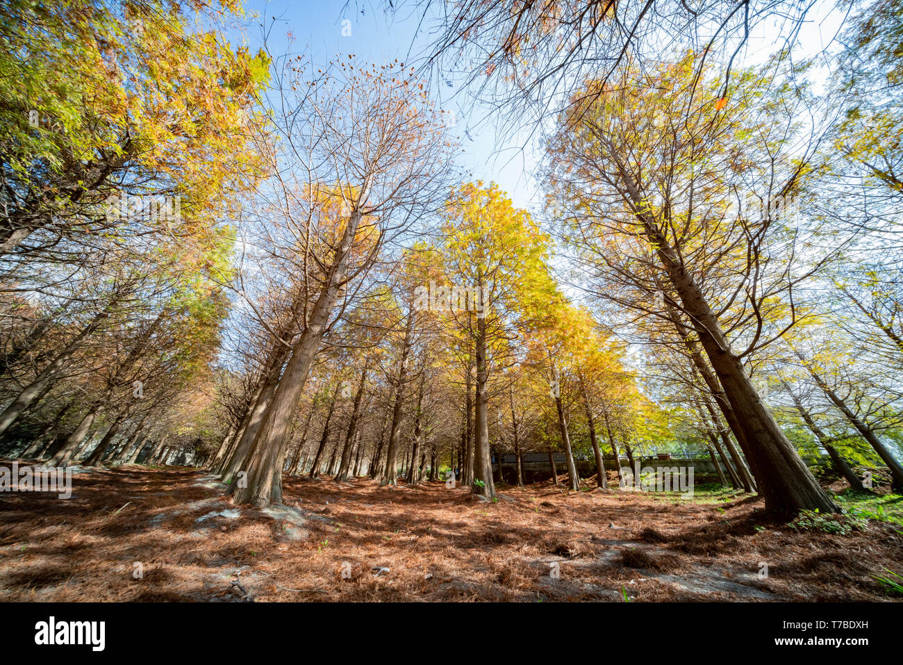 Taxodium distichum in fall color with red, orange leaves and reflection ...