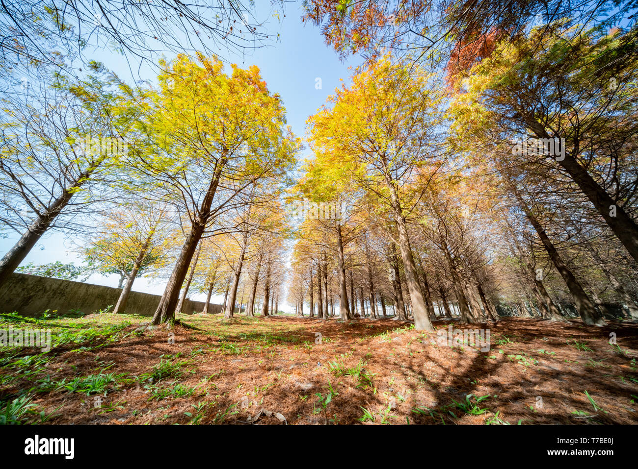 Taxodium distichum in fall color with red, orange leaves and reflection ...