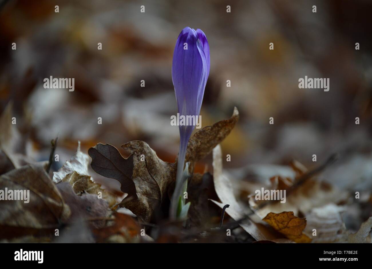 Signs of spring - crocus in a dry leaves background Stock Photo - Alamy