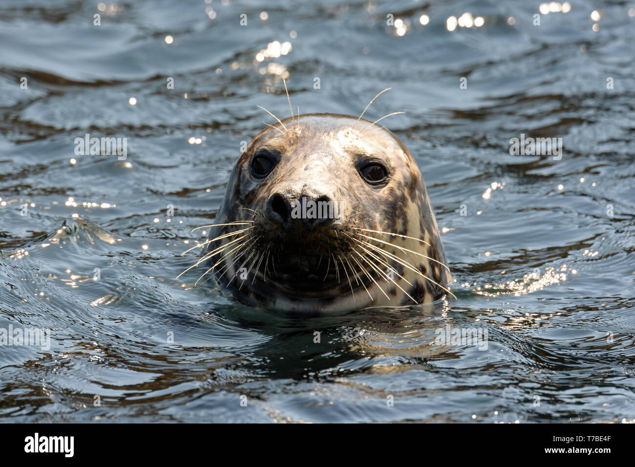Seal in cornwall hi-res stock photography and images - Alamy