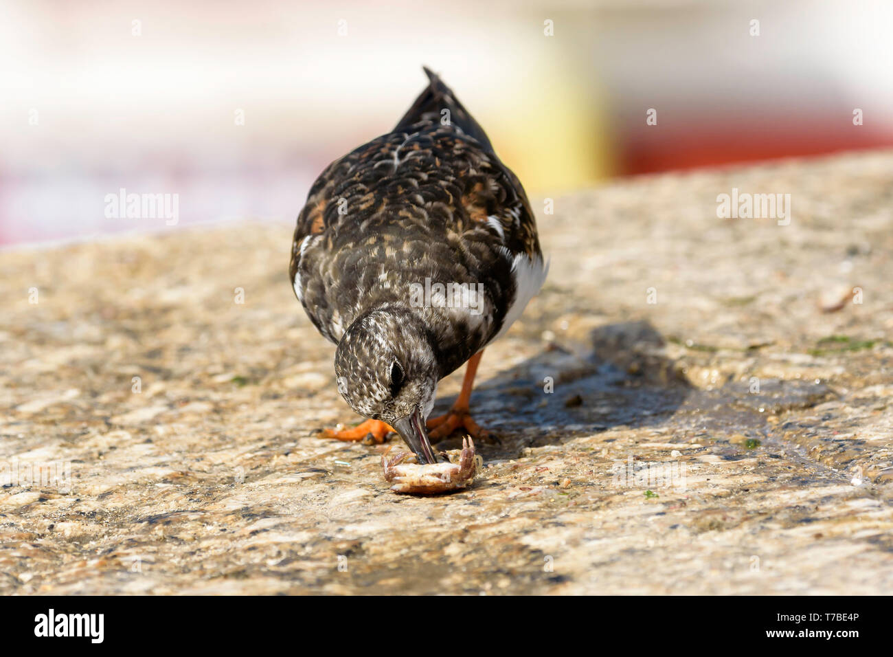 Female ruddy turnstone hi-res stock photography and images - Alamy
