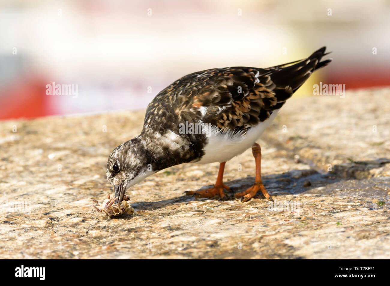Turnstone bird hi-res stock photography and images - Alamy