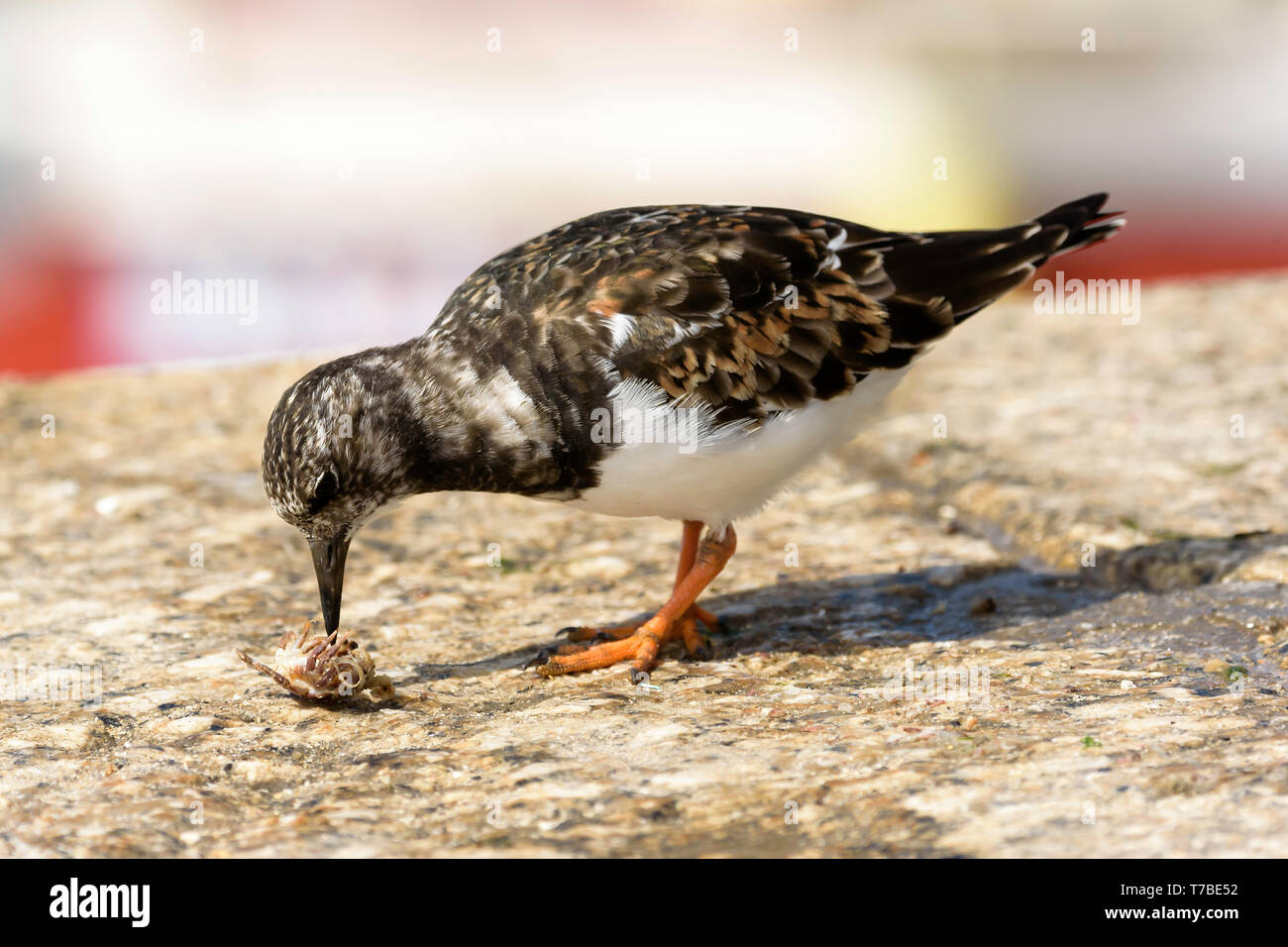 Turnstone, female (Arenaria interpres), feeding on crab, Cornwall, UK ...
