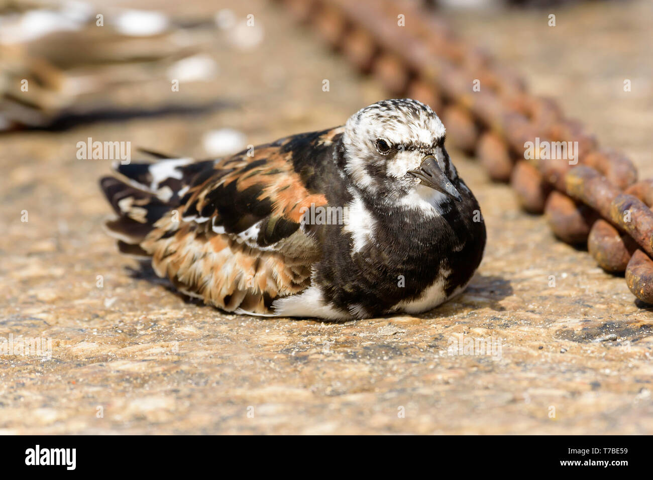 Male turnstone hi-res stock photography and images - Alamy
