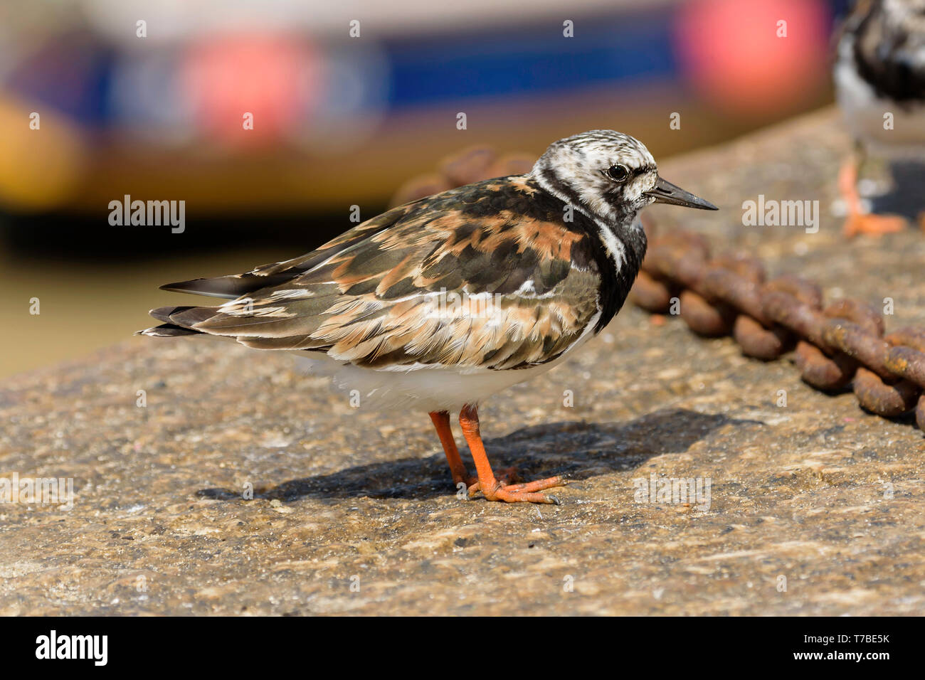 Male turnstone hi-res stock photography and images - Alamy