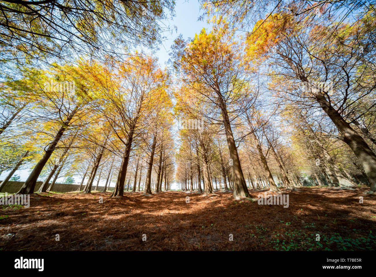 Taxodium distichum in fall color with red, orange leaves and reflection ...