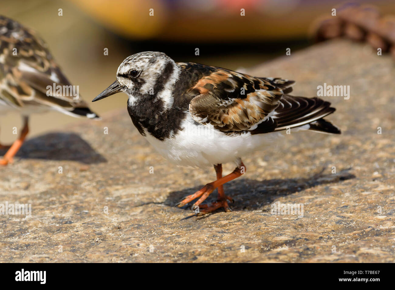 Male turnstone hi-res stock photography and images - Alamy