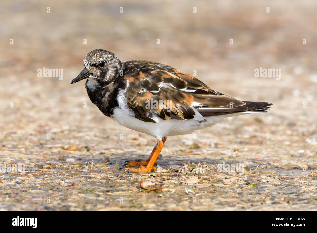Male turnstone hi-res stock photography and images - Alamy