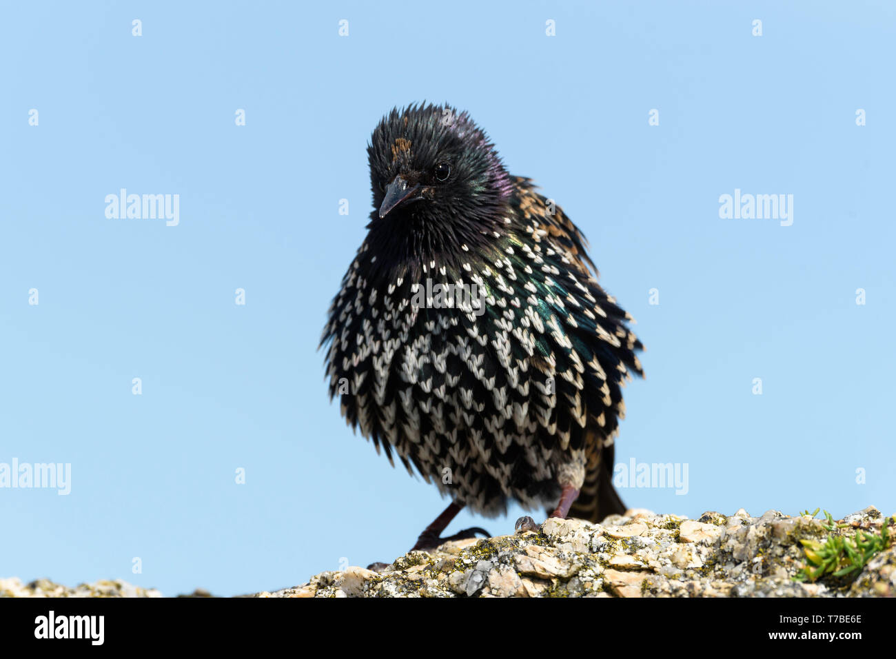 Male starling hi-res stock photography and images - Alamy