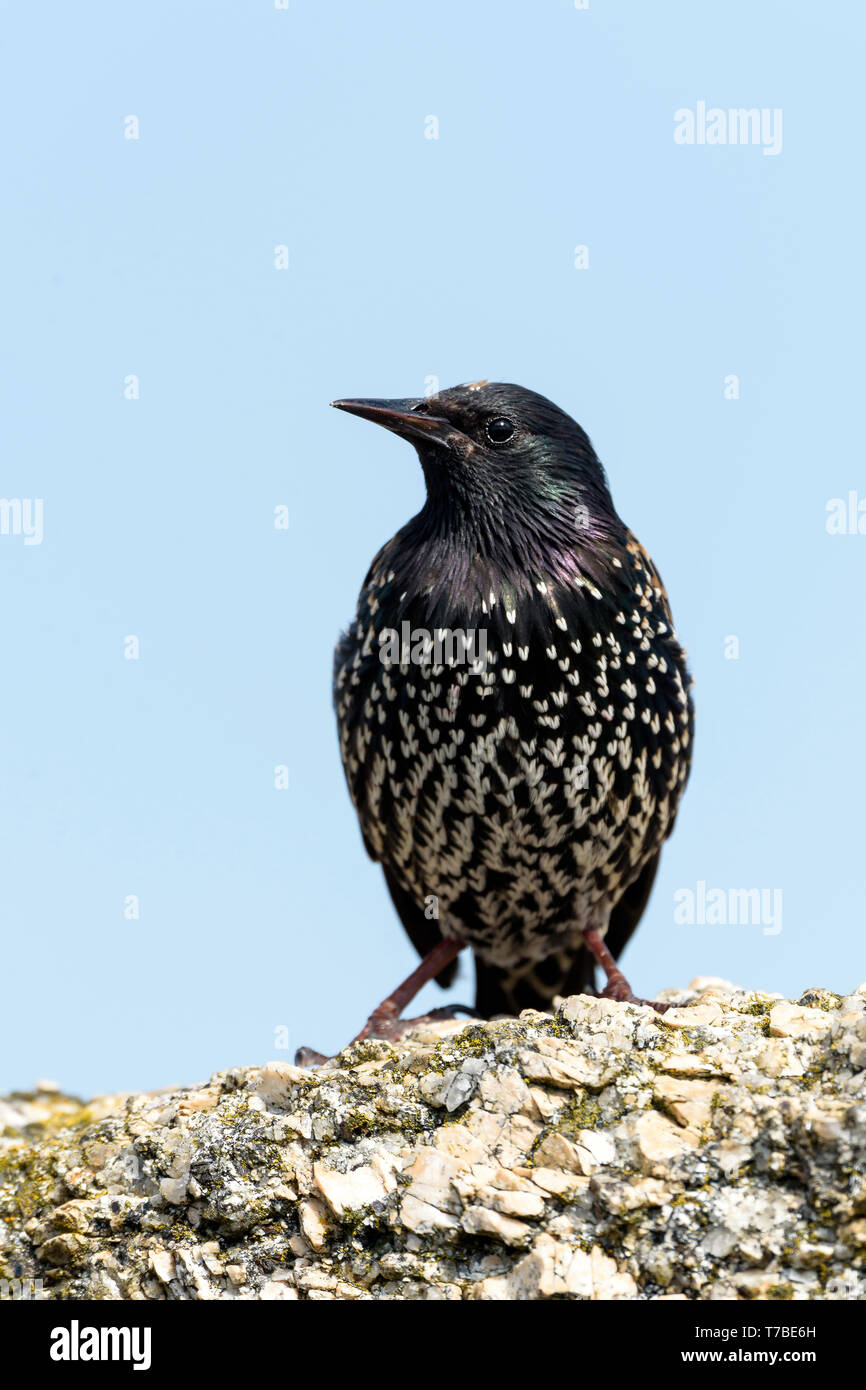 Sturnus vulgaris male hi-res stock photography and images - Alamy