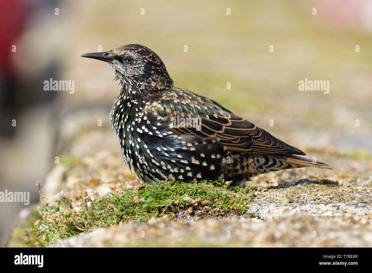 Female Starling Bird