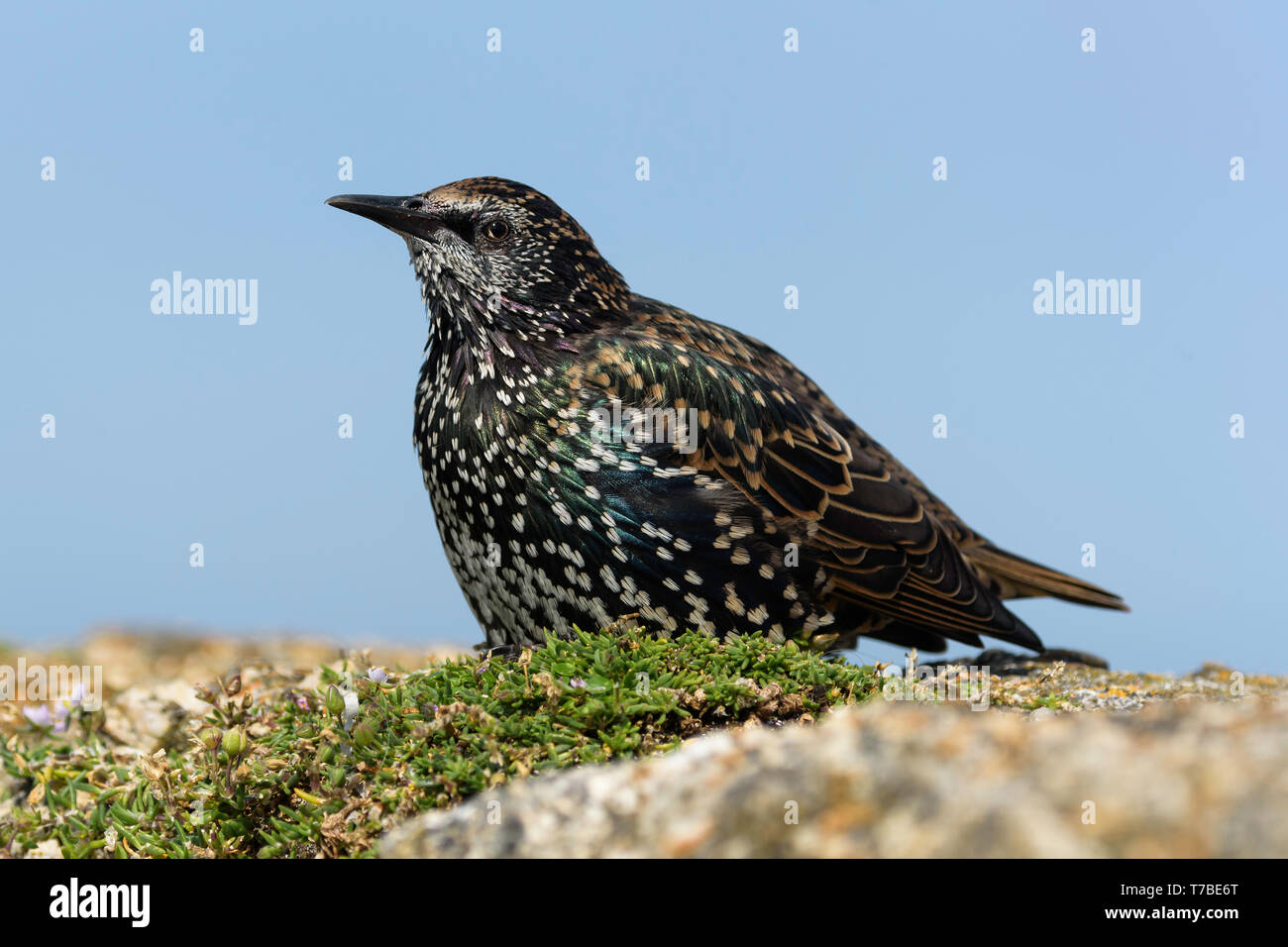Female starling uk hi-res stock photography and images - Alamy