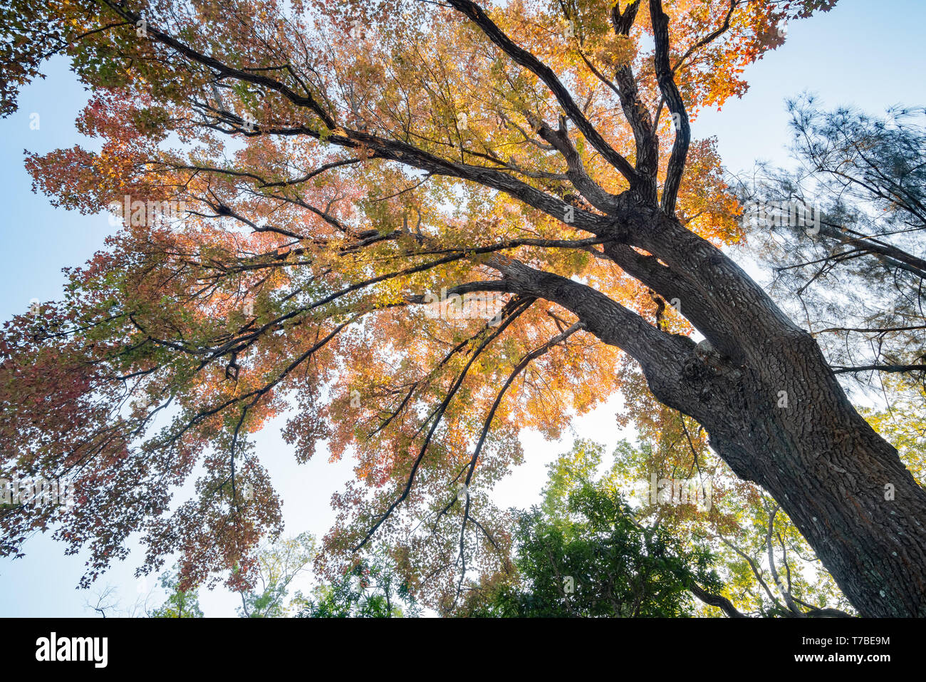 Looking up the maple tree in Taichung World Flora Exposition at ...