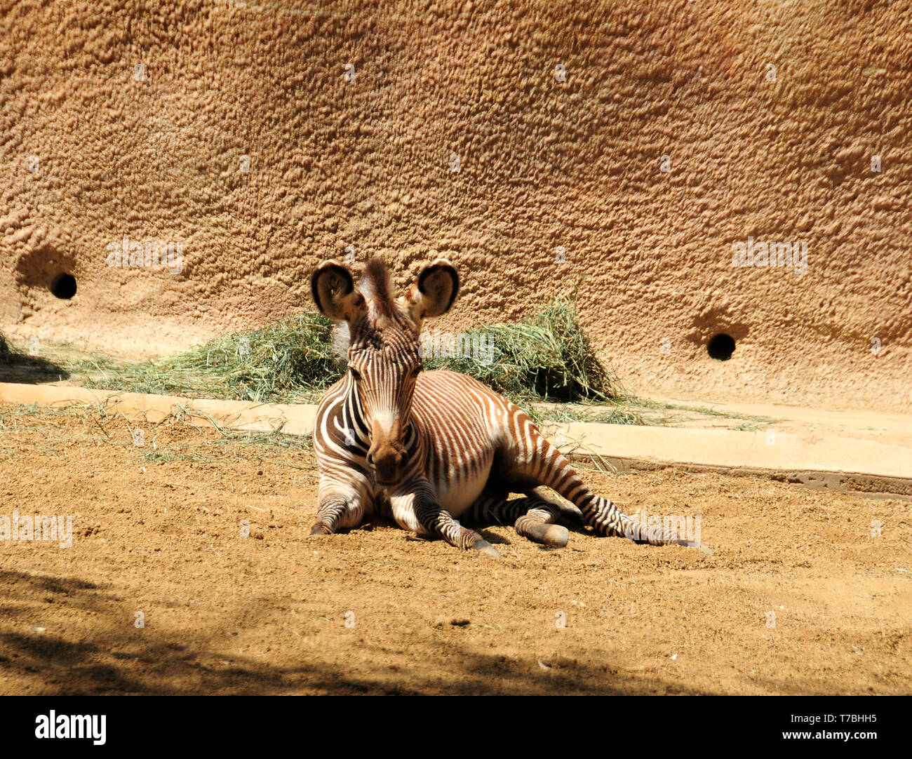 Los Angeles, California, USA 5th May 2019 A Baby Zebra at Los Angeles ...