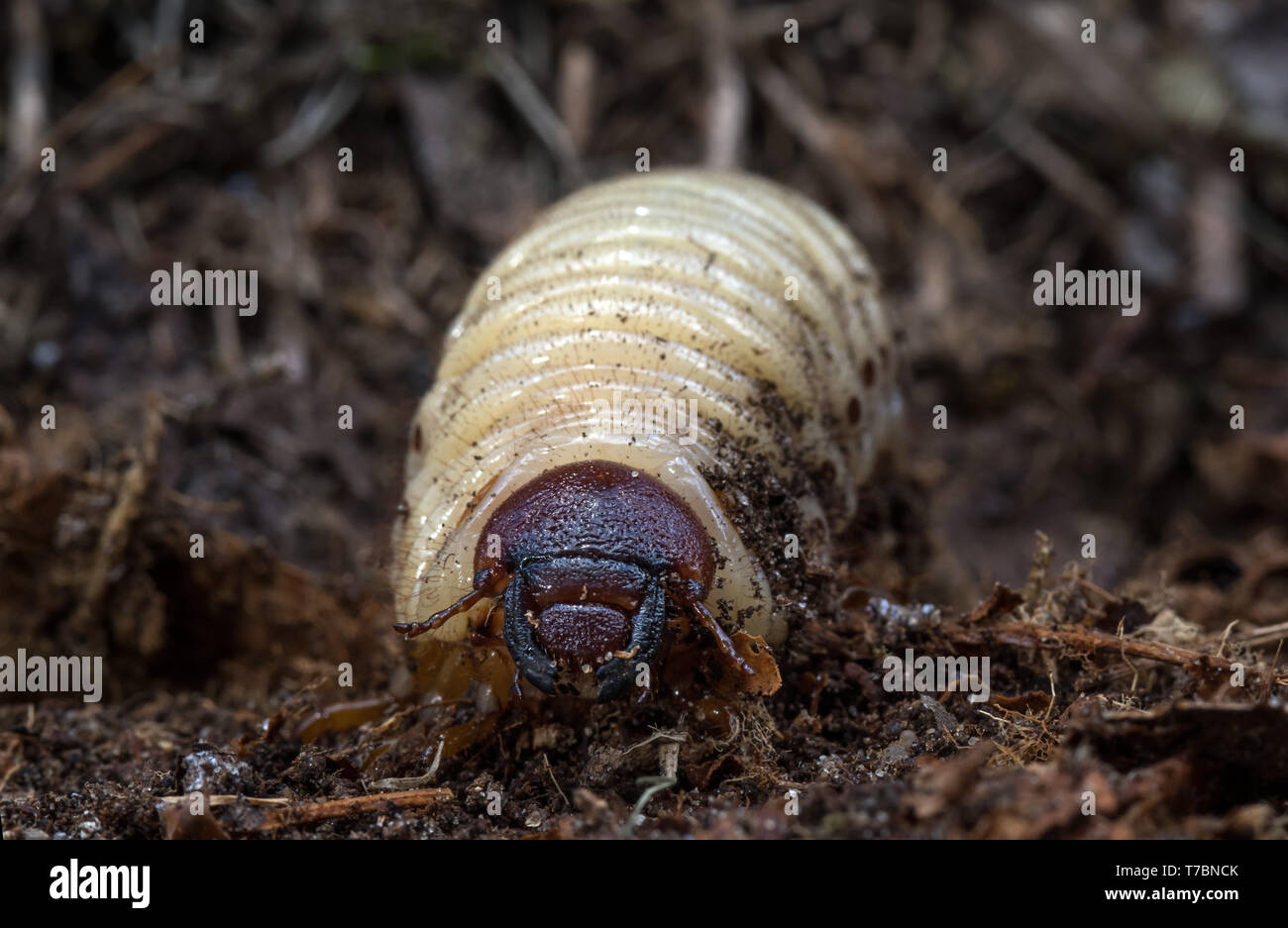 05 May 2019, Germany (German), Eichwalde: A rhino beetle larva (Oryctes ...