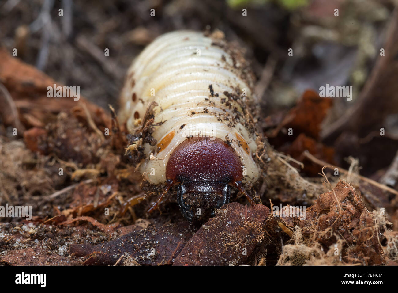 05 May 2019, Germany (German), Eichwalde: A rhino beetle larva (Oryctes ...