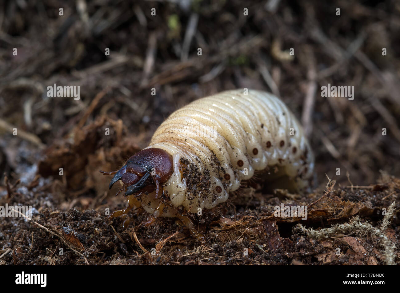 05 May 2019, Germany (German), Eichwalde: A rhino beetle larva (Oryctes ...