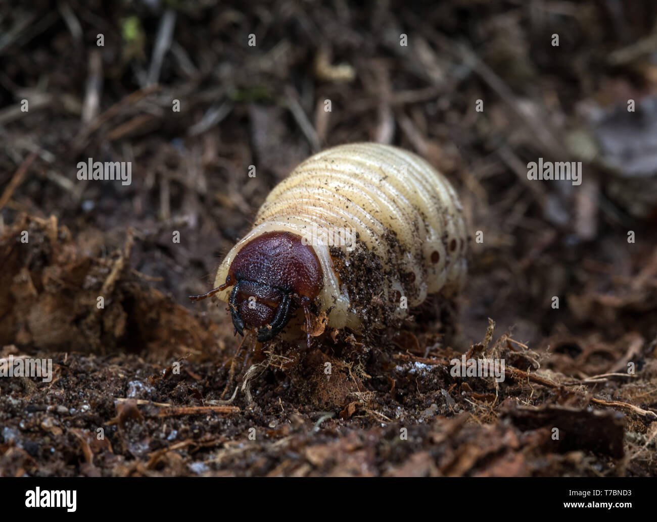 05 May 2019, Germany (German), Eichwalde: A rhino beetle larva (Oryctes ...