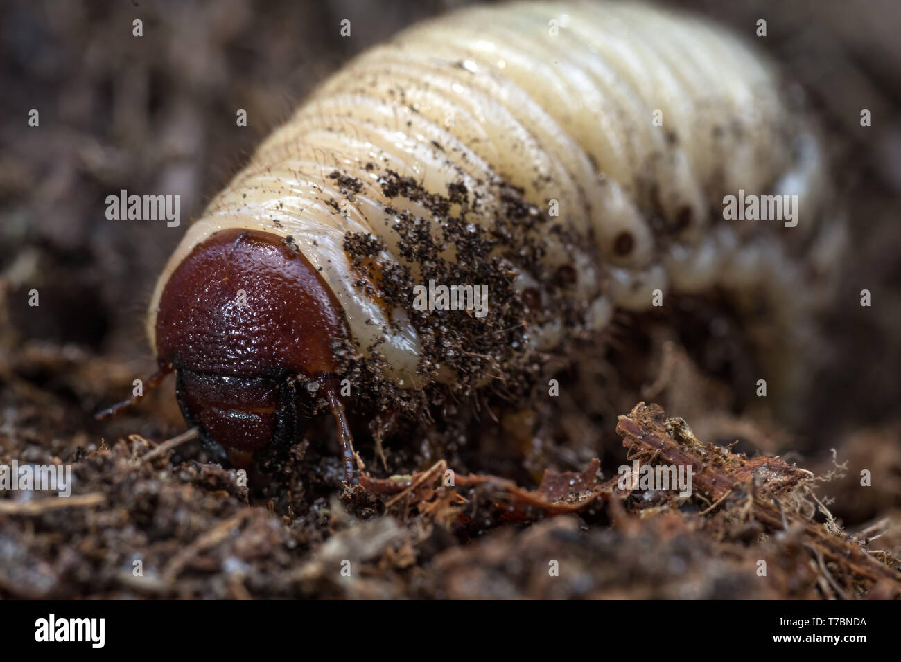 05 May 2019, Germany (German), Eichwalde: A rhino beetle larva (Oryctes ...