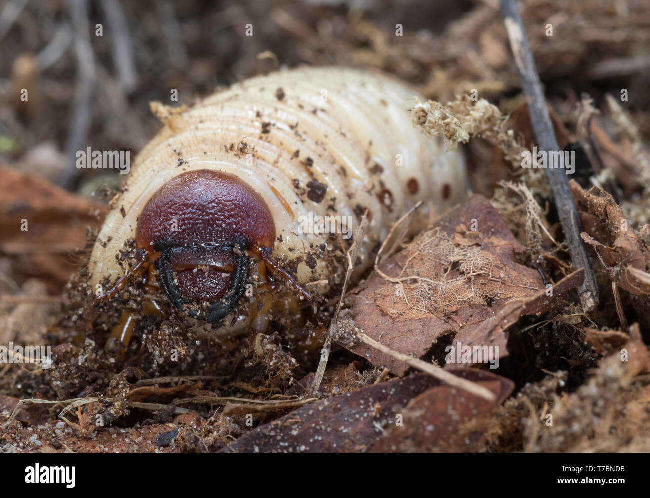 05 May 2019, Germany (German), Eichwalde: A rhino beetle larva (Oryctes ...