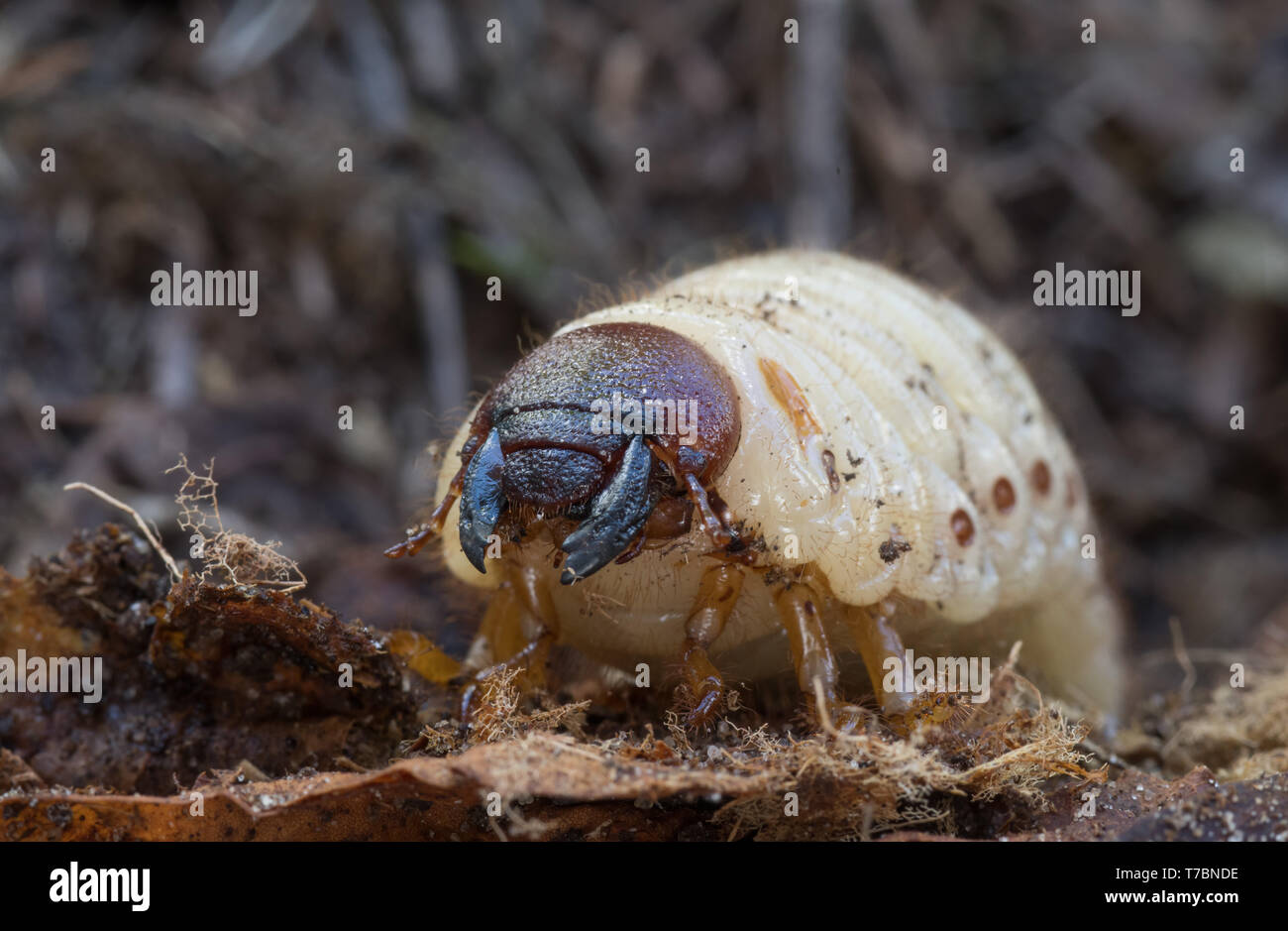 05 May 2019, Germany (German), Eichwalde: A rhino beetle larva (Oryctes ...