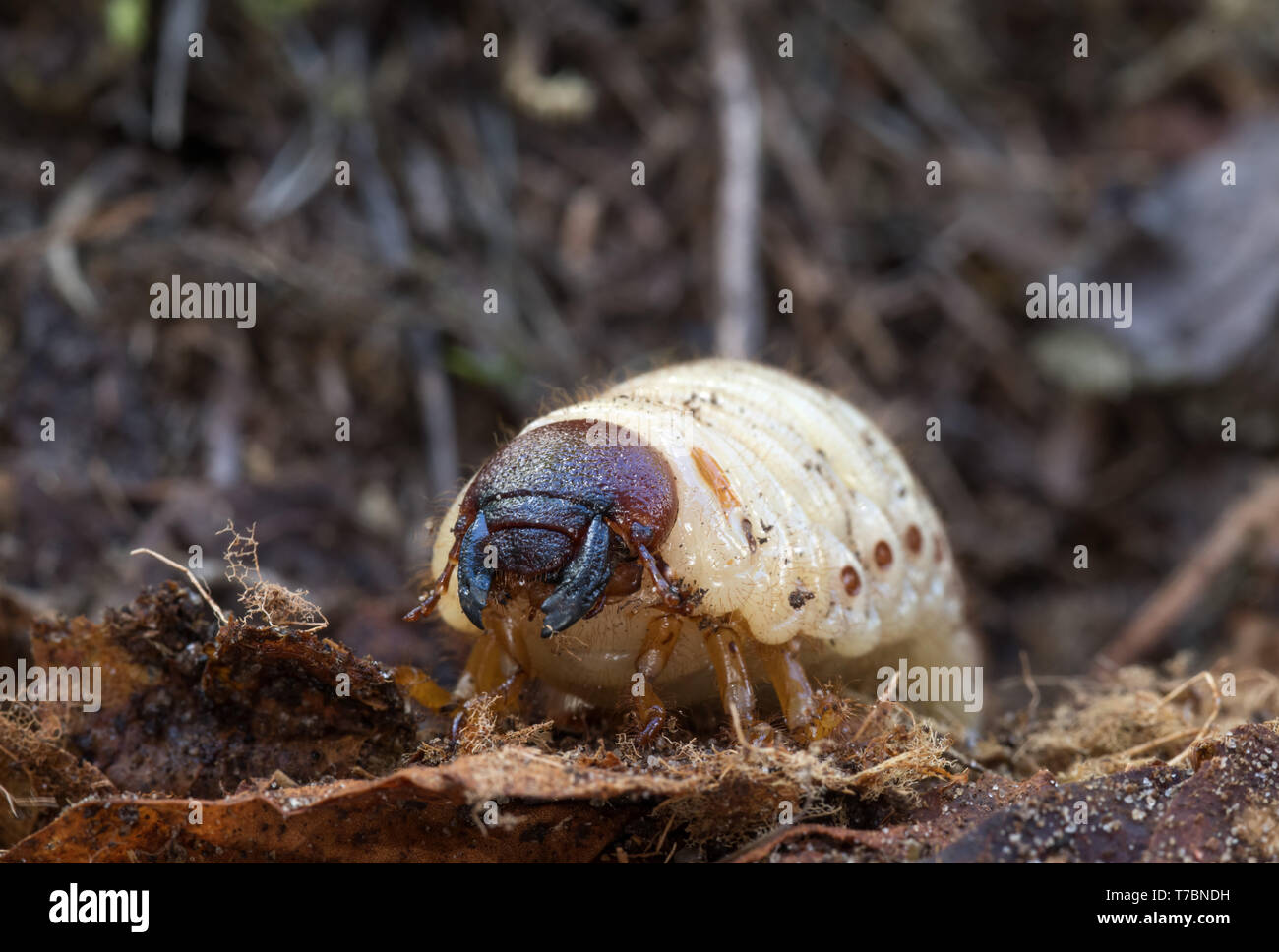 05 May 2019, Germany (German), Eichwalde: A rhino beetle larva (Oryctes ...
