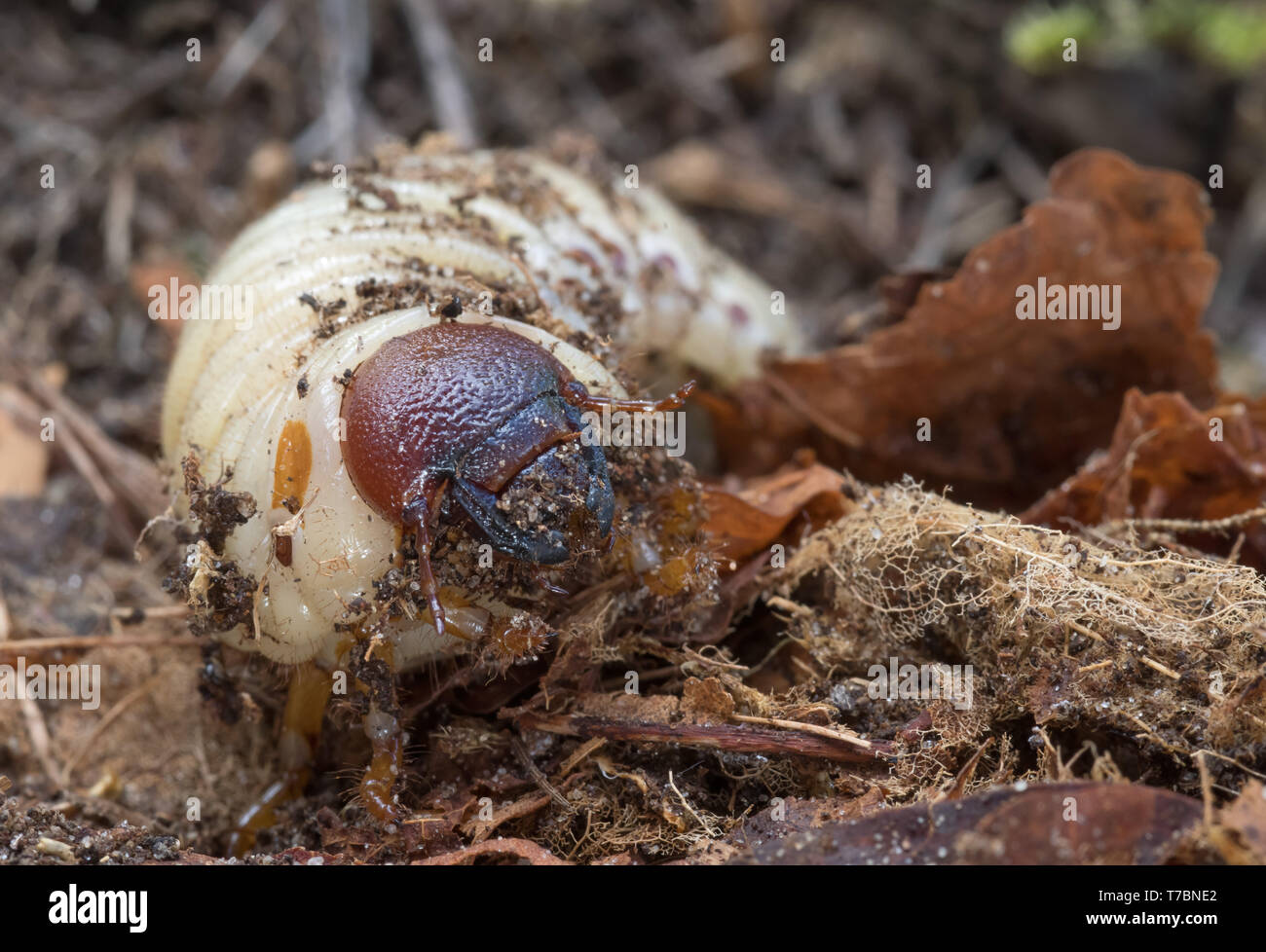 Feed on insects mainly beetle larvae hi-res stock photography and ...
