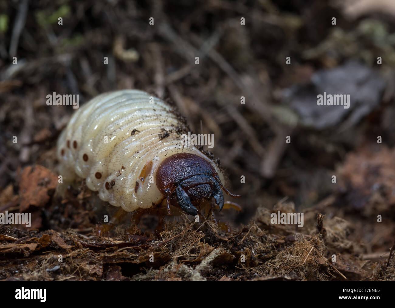 05 May 2019, Germany (German), Eichwalde: A rhino beetle larva (Oryctes ...