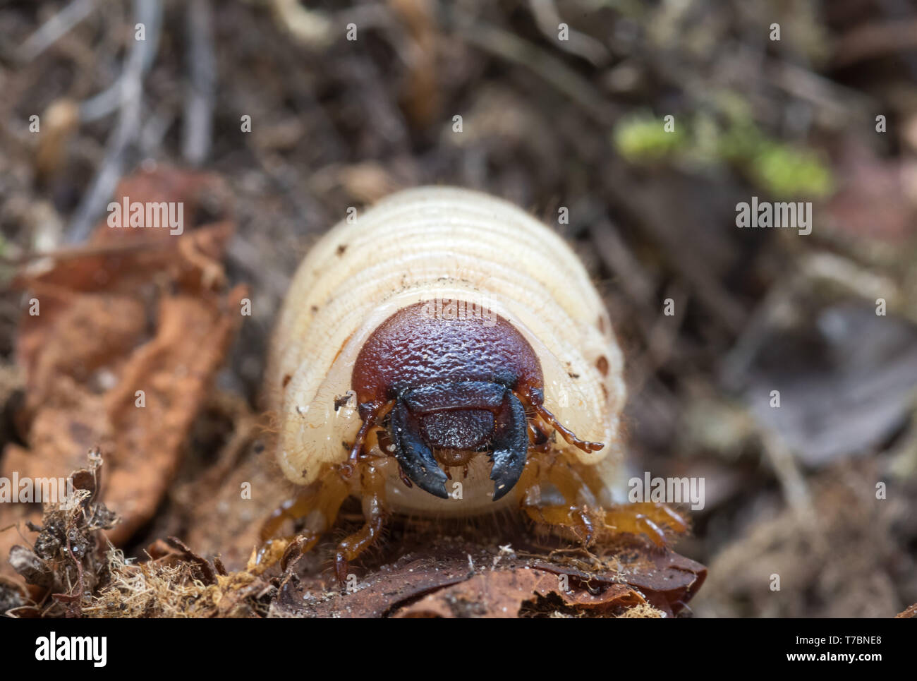 05 May 2019, Germany (German), Eichwalde: A rhino beetle larva (Oryctes ...