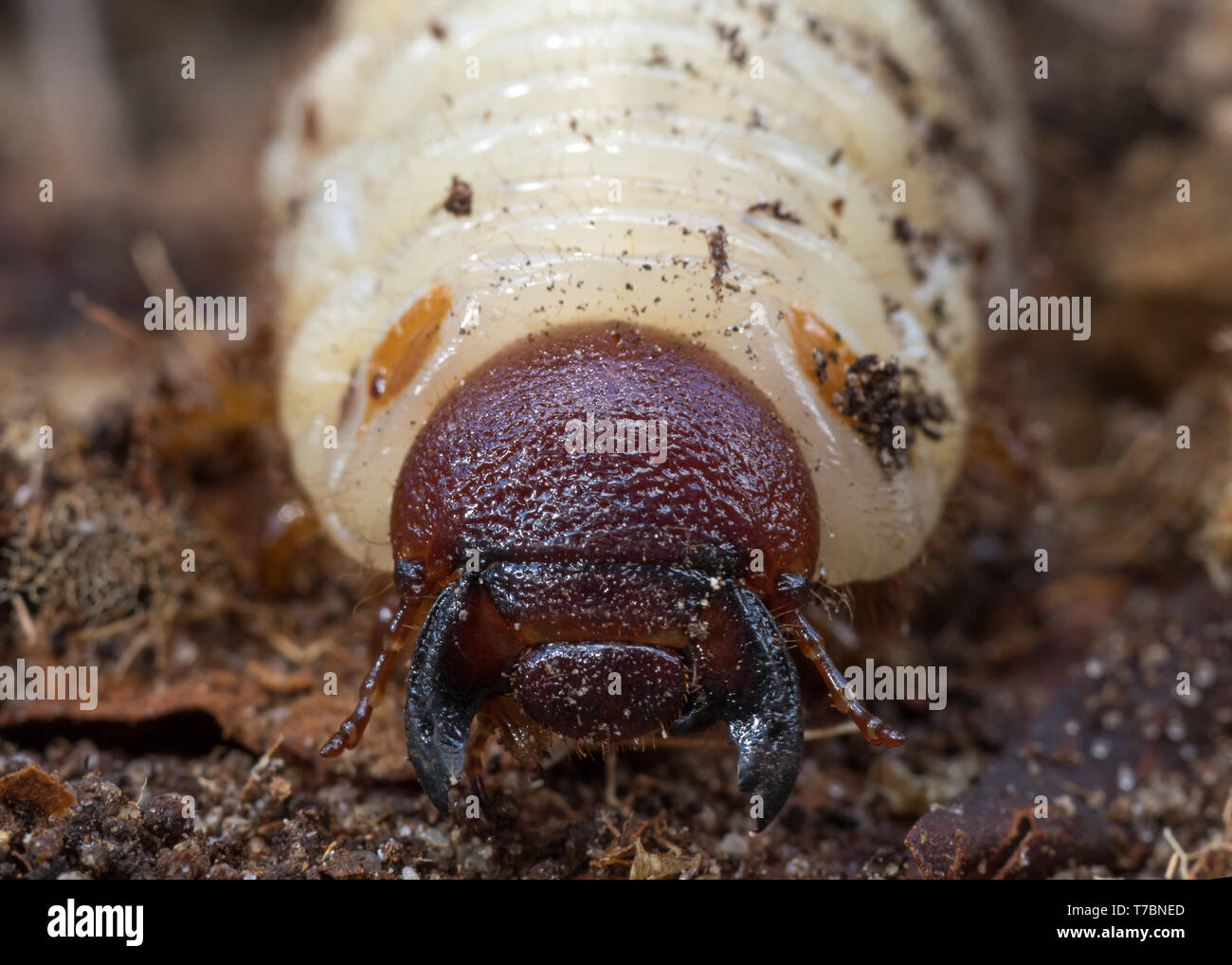 05 May 2019, Germany (German), Eichwalde: A rhino beetle larva (Oryctes ...