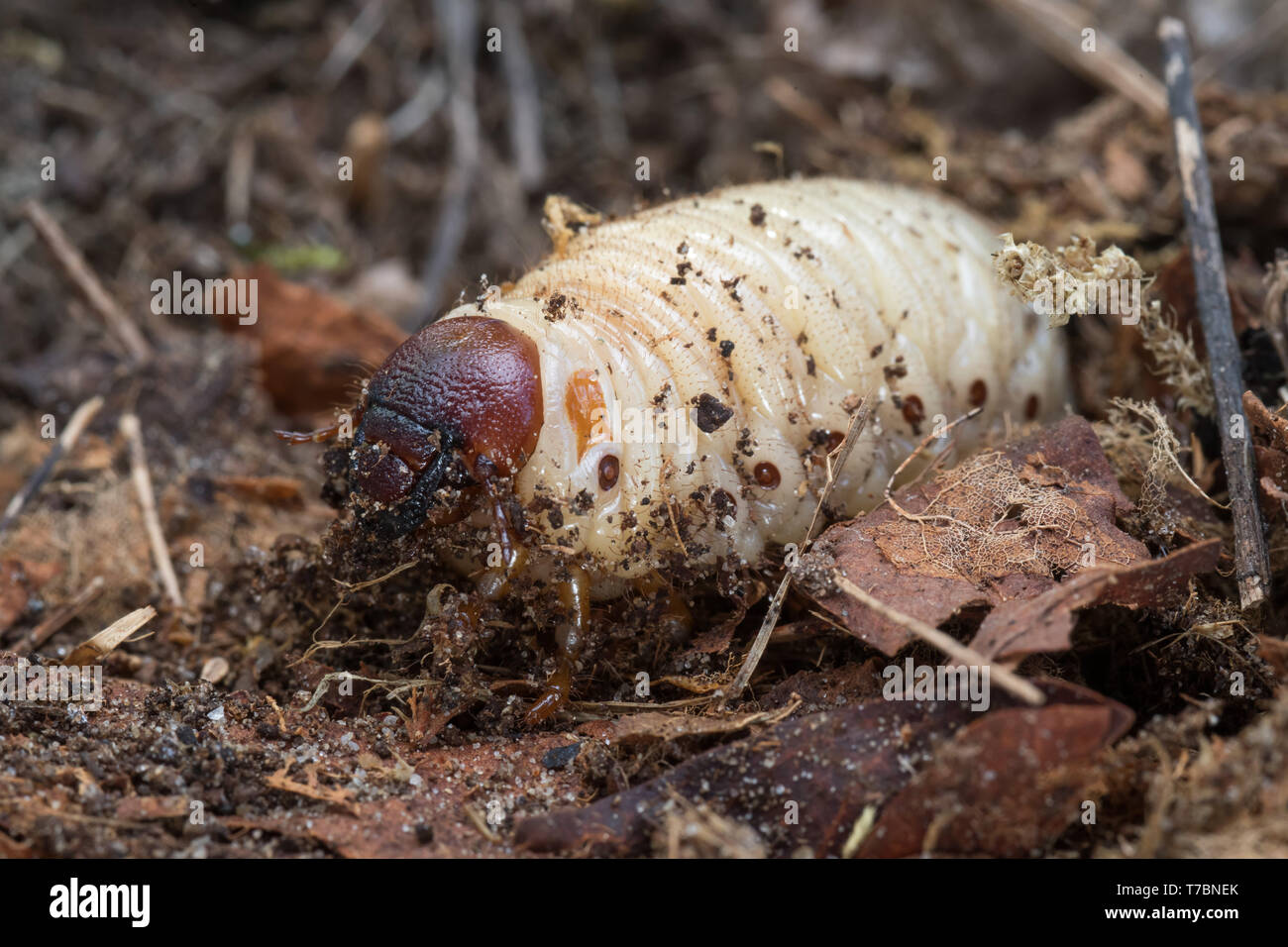 05 May 2019, Germany (German), Eichwalde: A rhino beetle larva (Oryctes ...