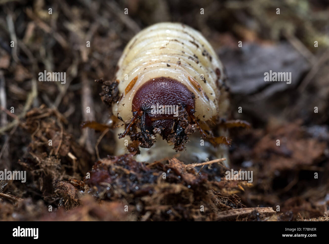 05 May 2019, Germany (German), Eichwalde: A rhino beetle larva (Oryctes ...