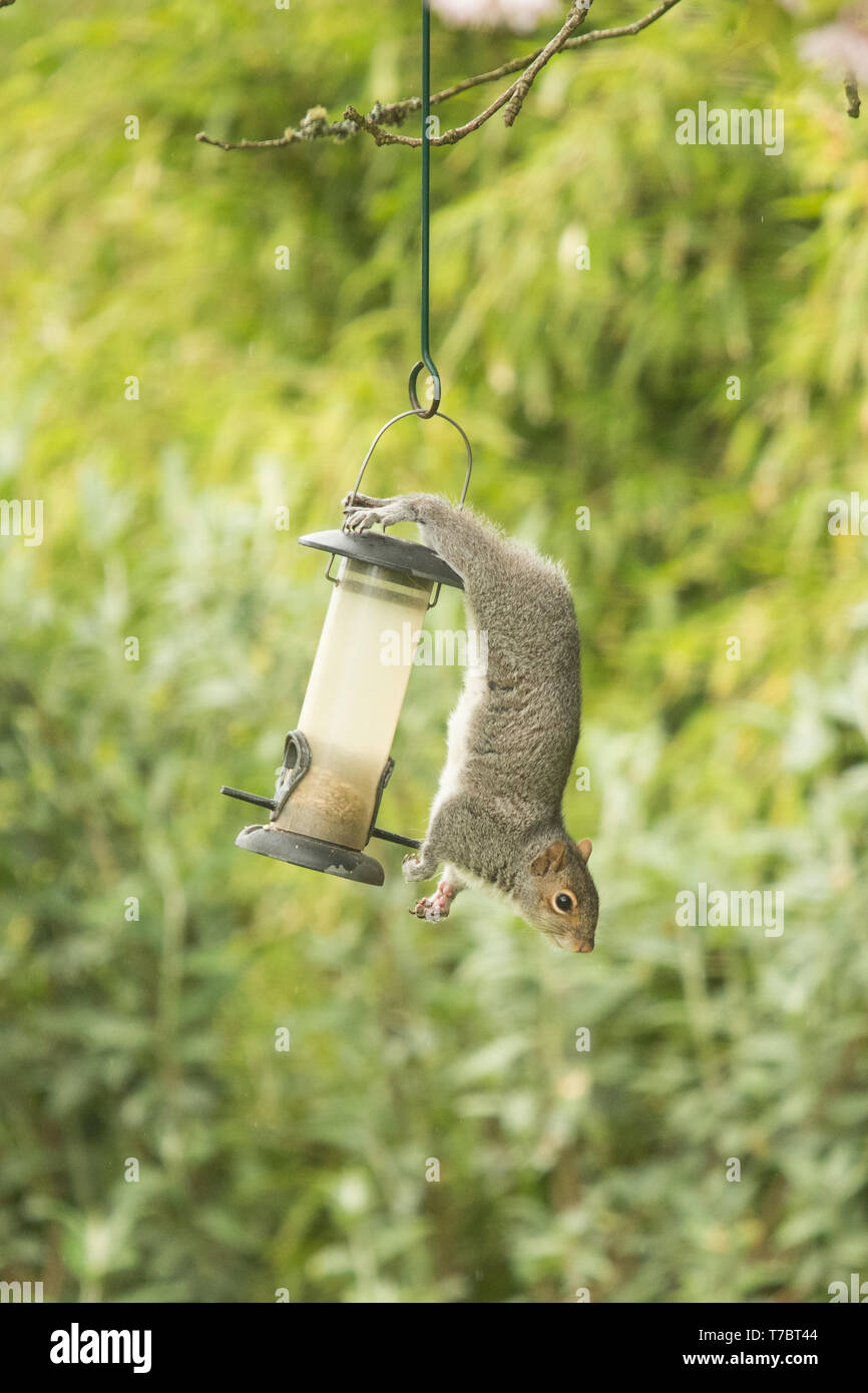 Squirrels head hi-res stock photography and images - Alamy