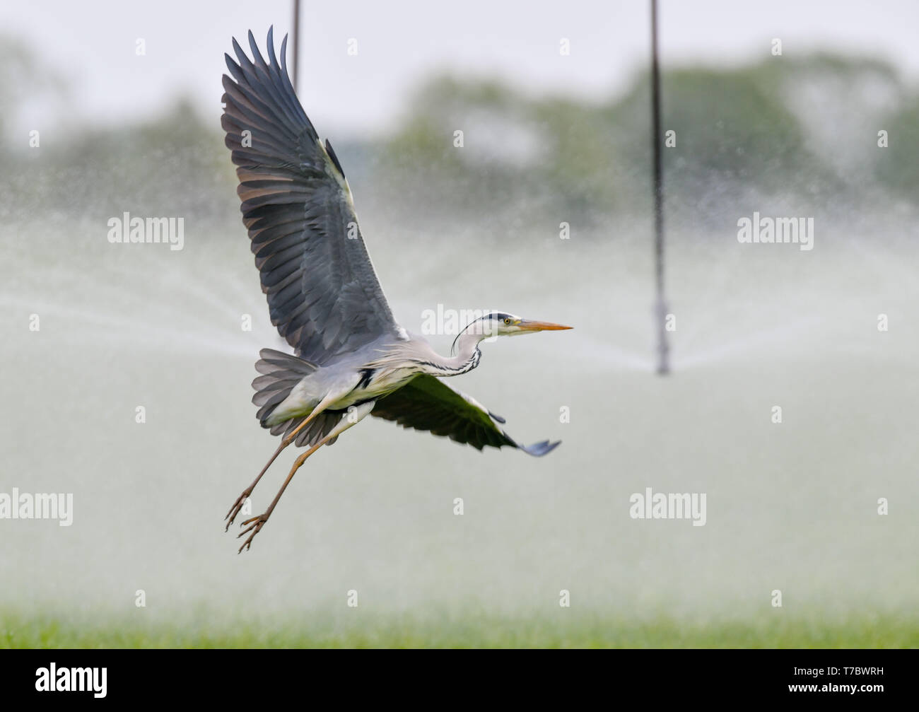 Ziltendorf, Germany. 06th May, 2019. A grey heron (Ardea cinerea), also ...