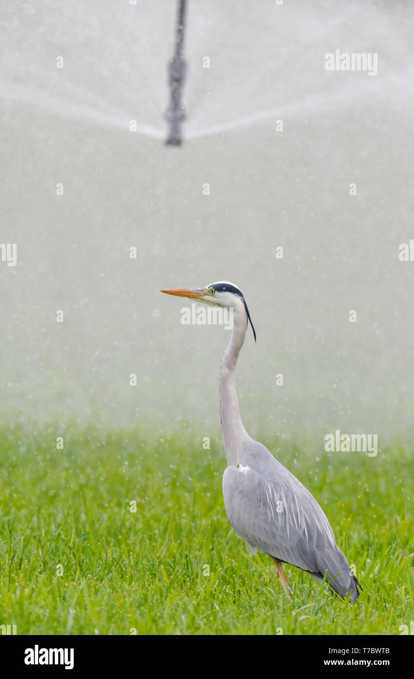 Ziltendorf, Germany. 06th May, 2019. A grey heron (Ardea cinerea), also ...