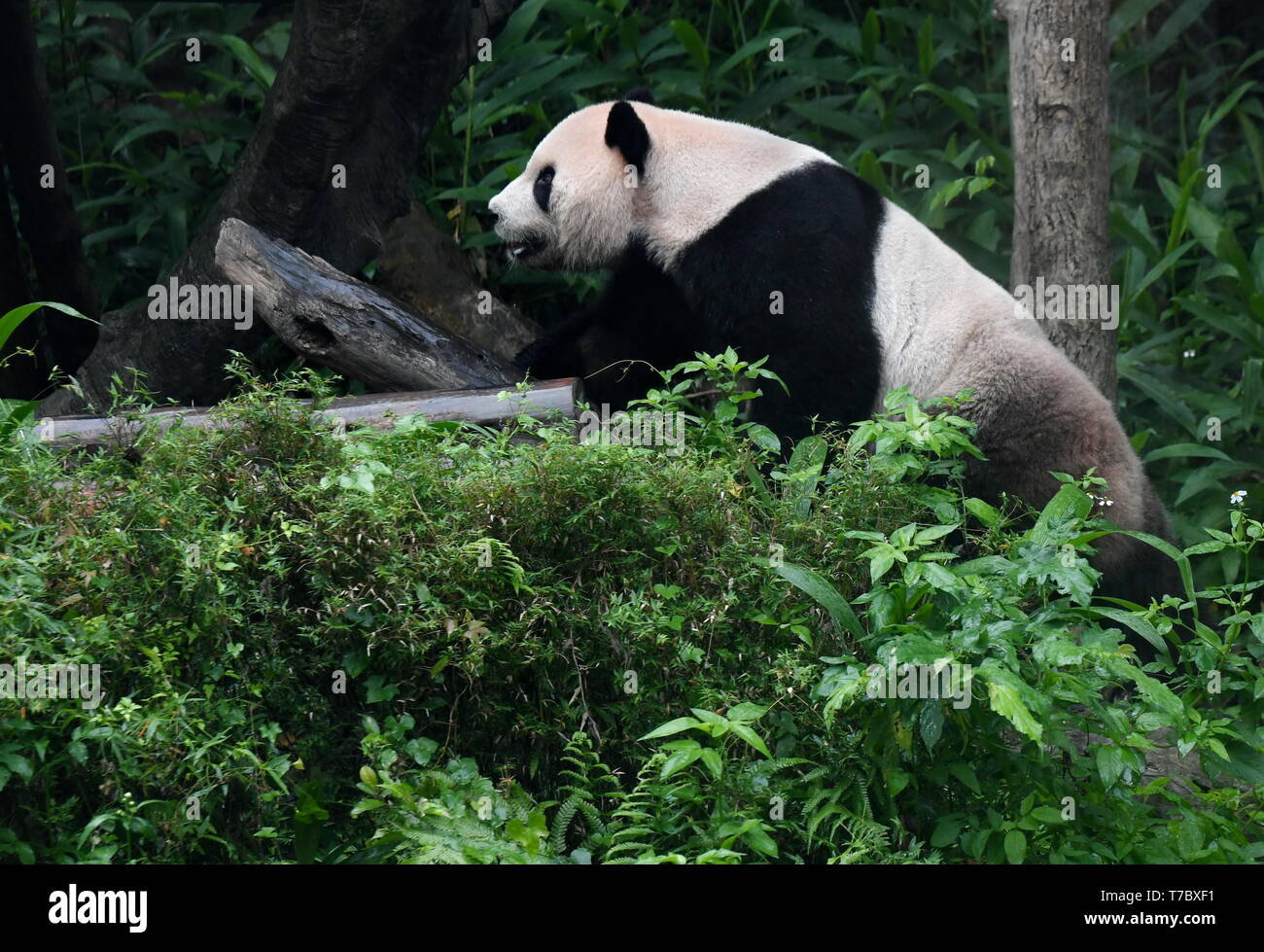 (190506) -- TAIPEI, May 6, 2019 (Xinhua) -- The giant panda Tuantuan ...