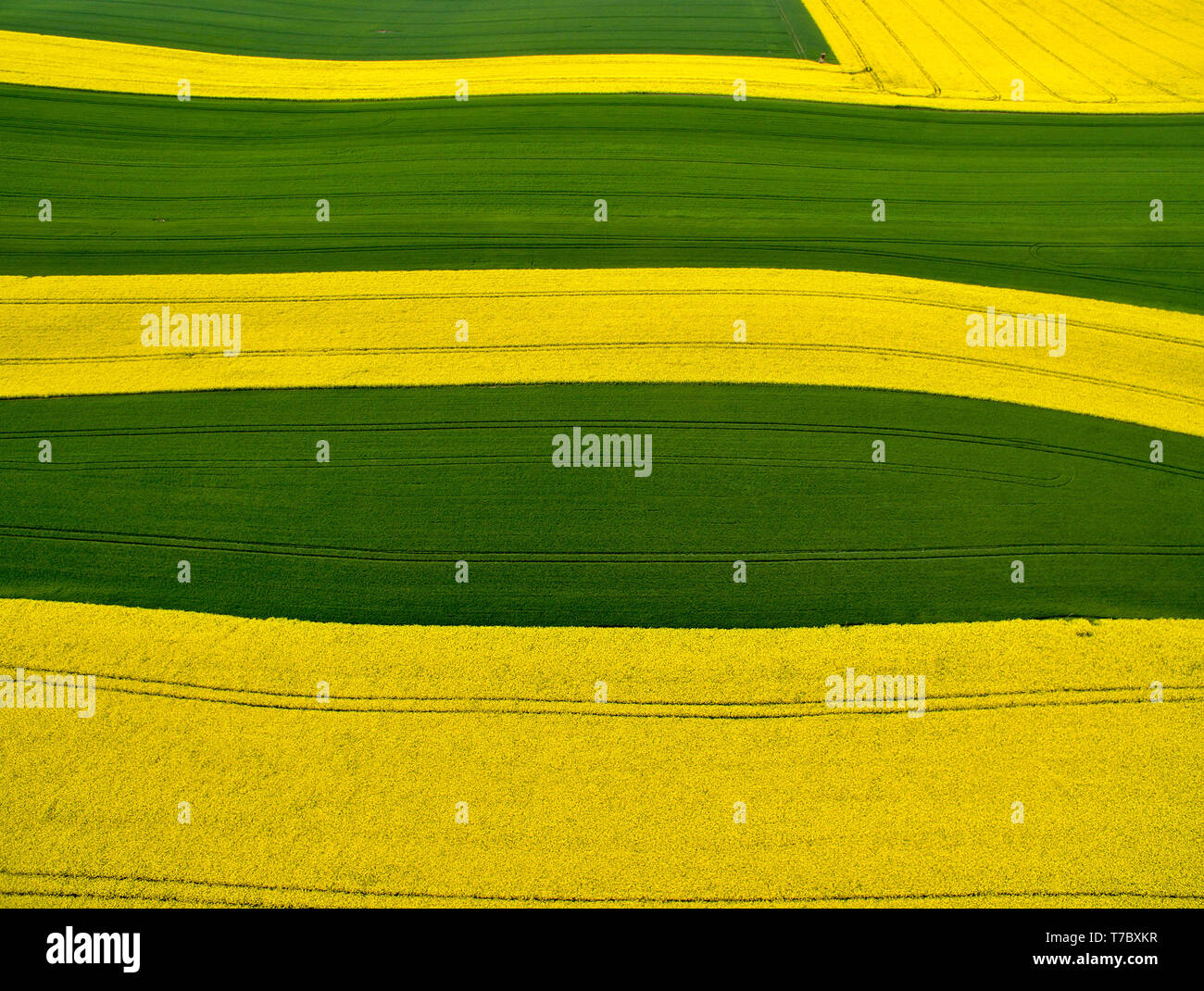 Langenleuba, Germany. 06th May, 2019. Stripes of blooming rape fields ...