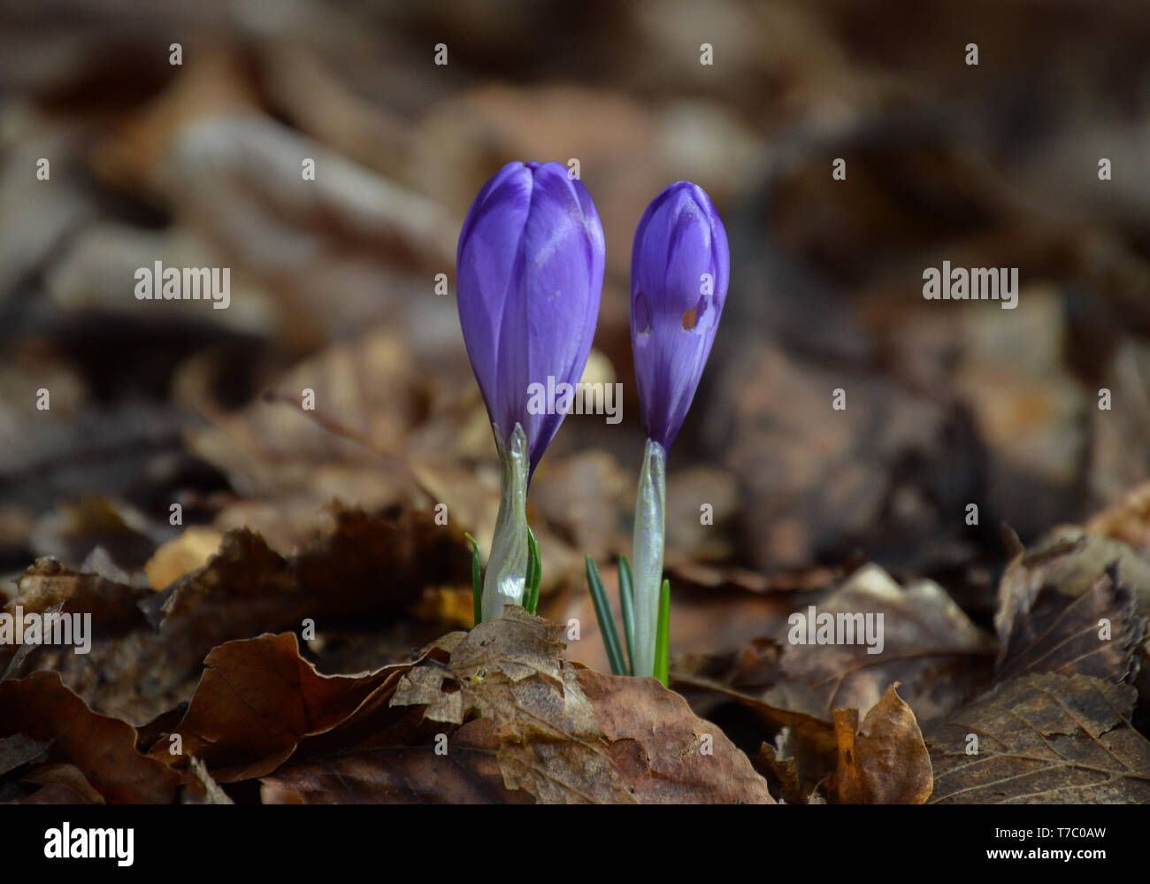 Signs of spring - two crocus Stock Photo - Alamy