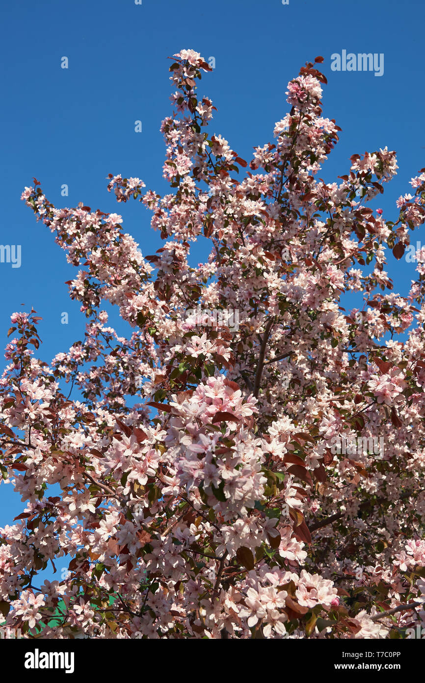 Tree crown hi-res stock photography and images - Alamy