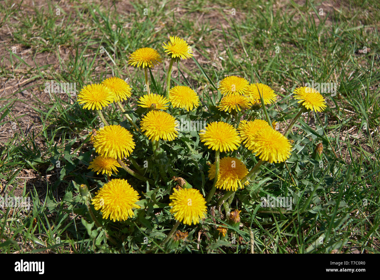 Yellow dandelion flowers bloom on the field at spring time Stock Photo ...