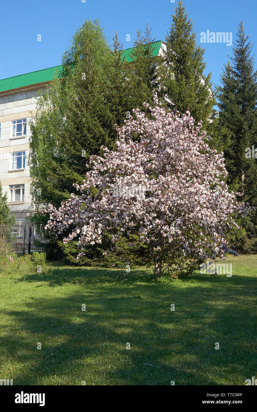 Shot of blooming apple tree crown with pink flowers. Institute of ...