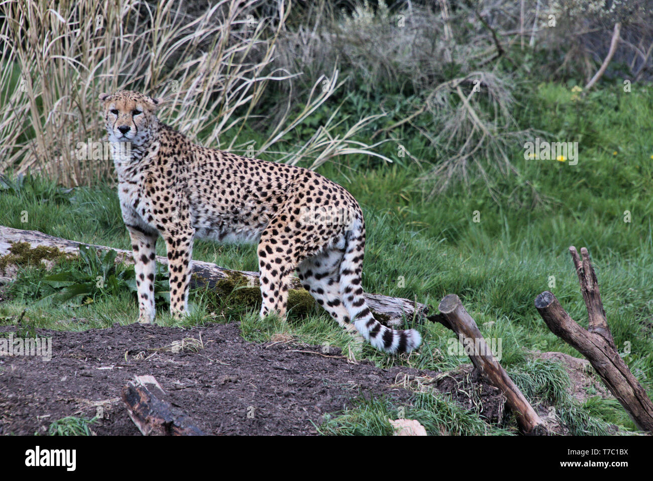 A picture of a Cheetah Stock Photo - Alamy