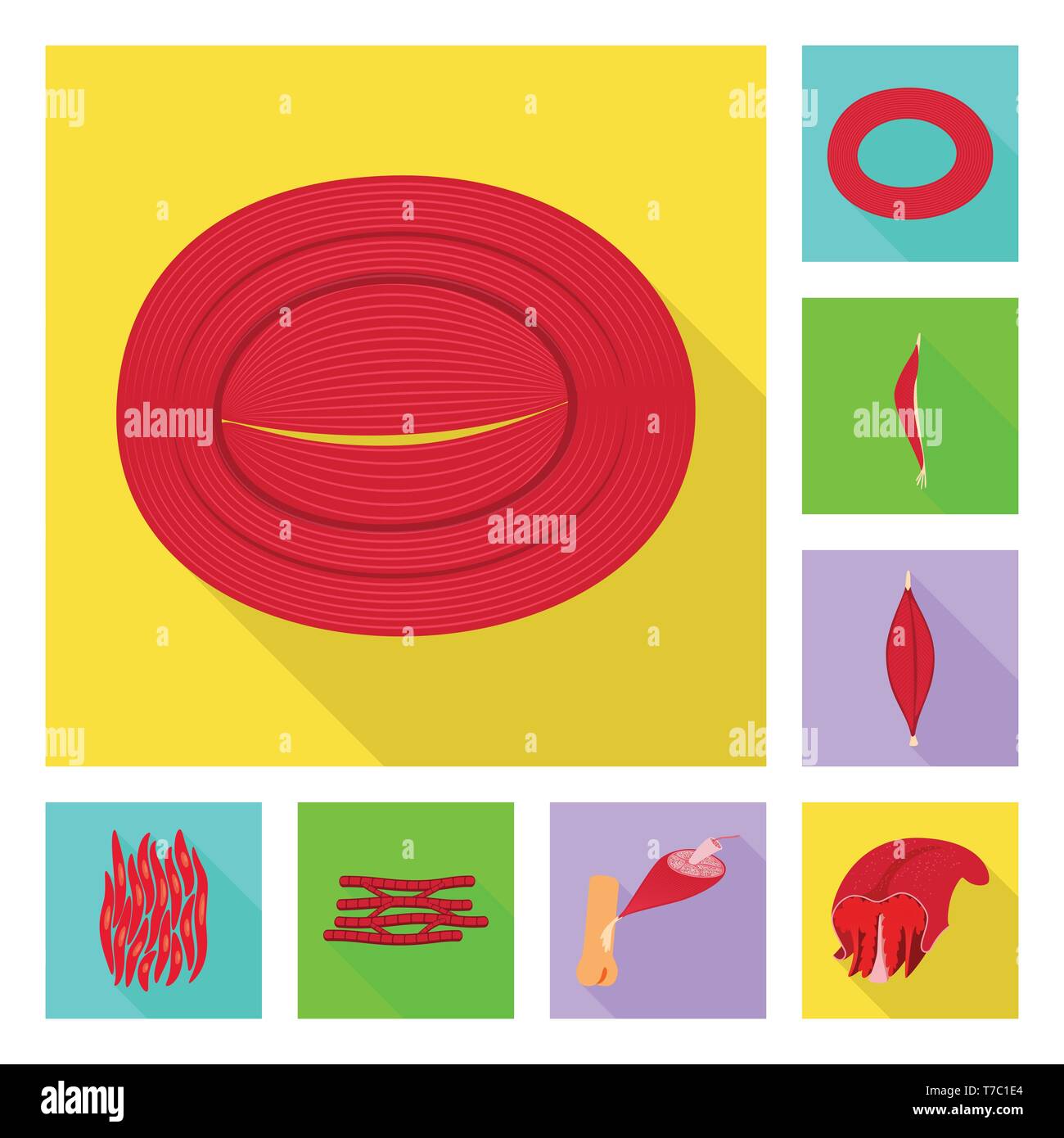 Vector illustration of muscle and cells logo. Set of muscle and anatomy ...